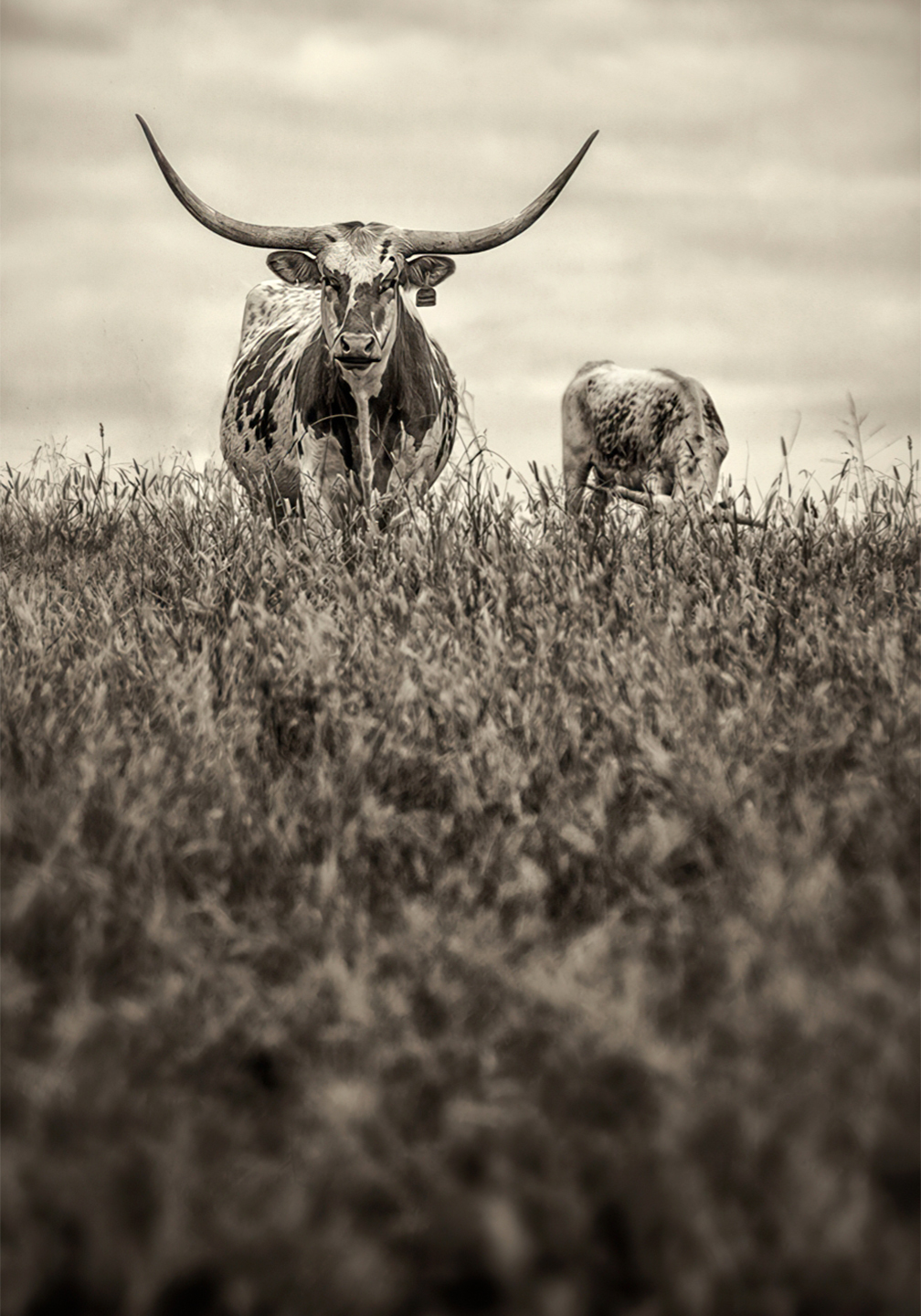 Two Cows – Dan Routh Photography