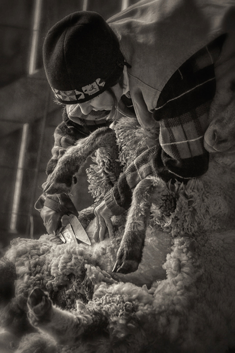 Shearing – Dan Routh Photography