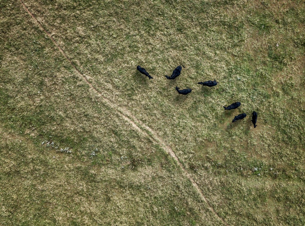 Cow Path – Dan Routh Photography