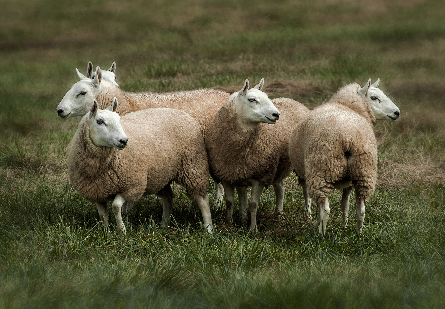 Cheviot Sheep – Dan Routh Photography