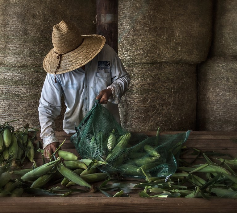 Packing Sweet Corn – Dan Routh Photography