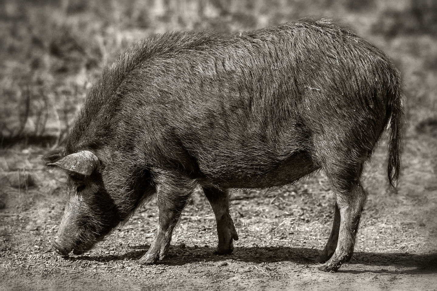 Hog – Dan Routh Photography