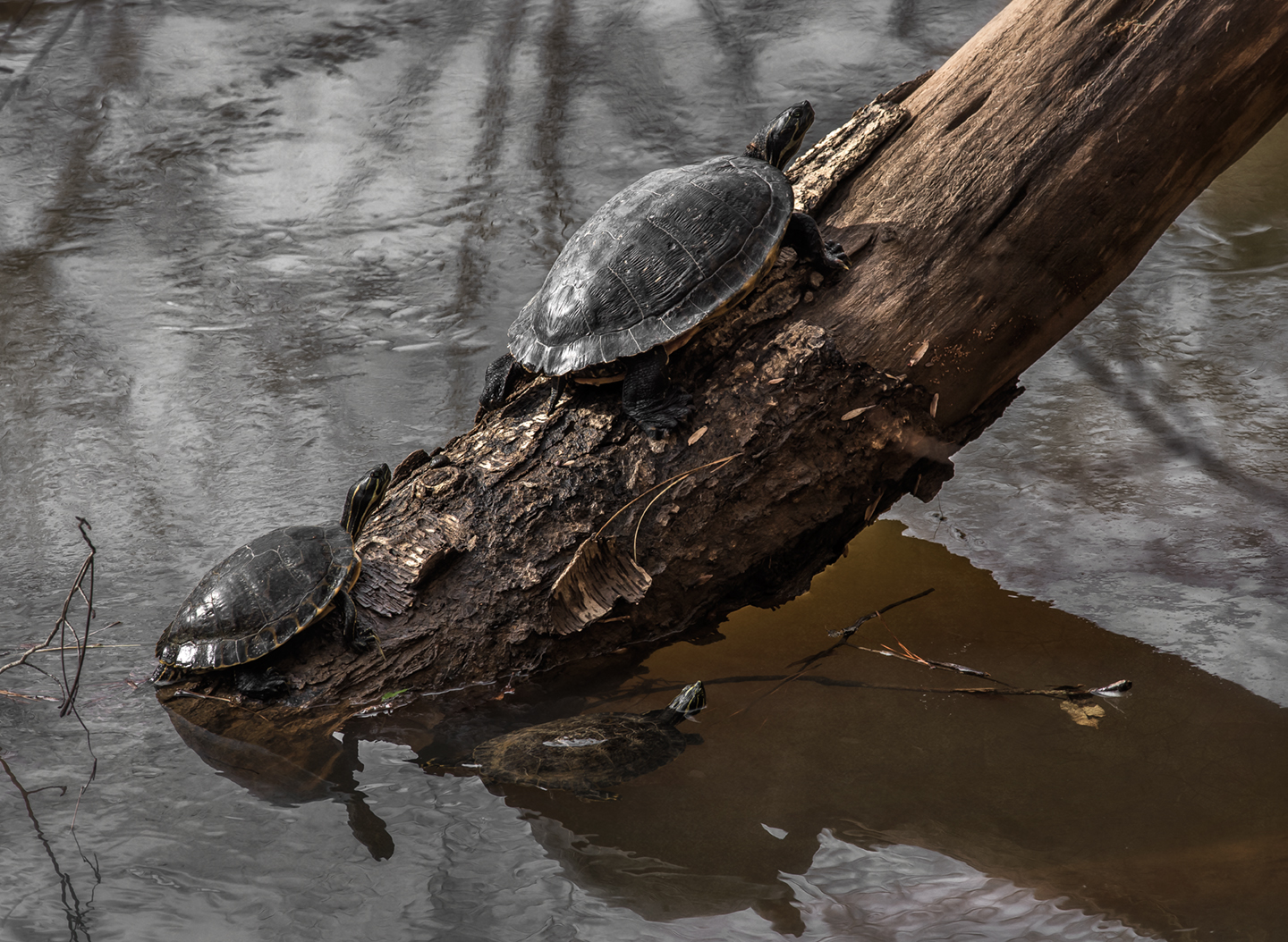 Turtles Sunning – Dan Routh Photography