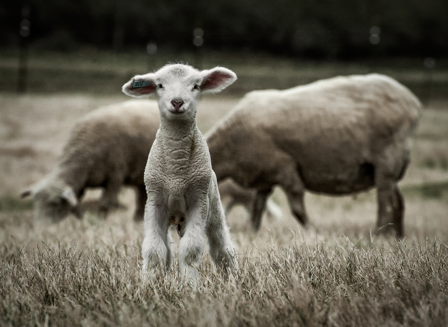 Lamb and Sheep – Dan Routh Photography