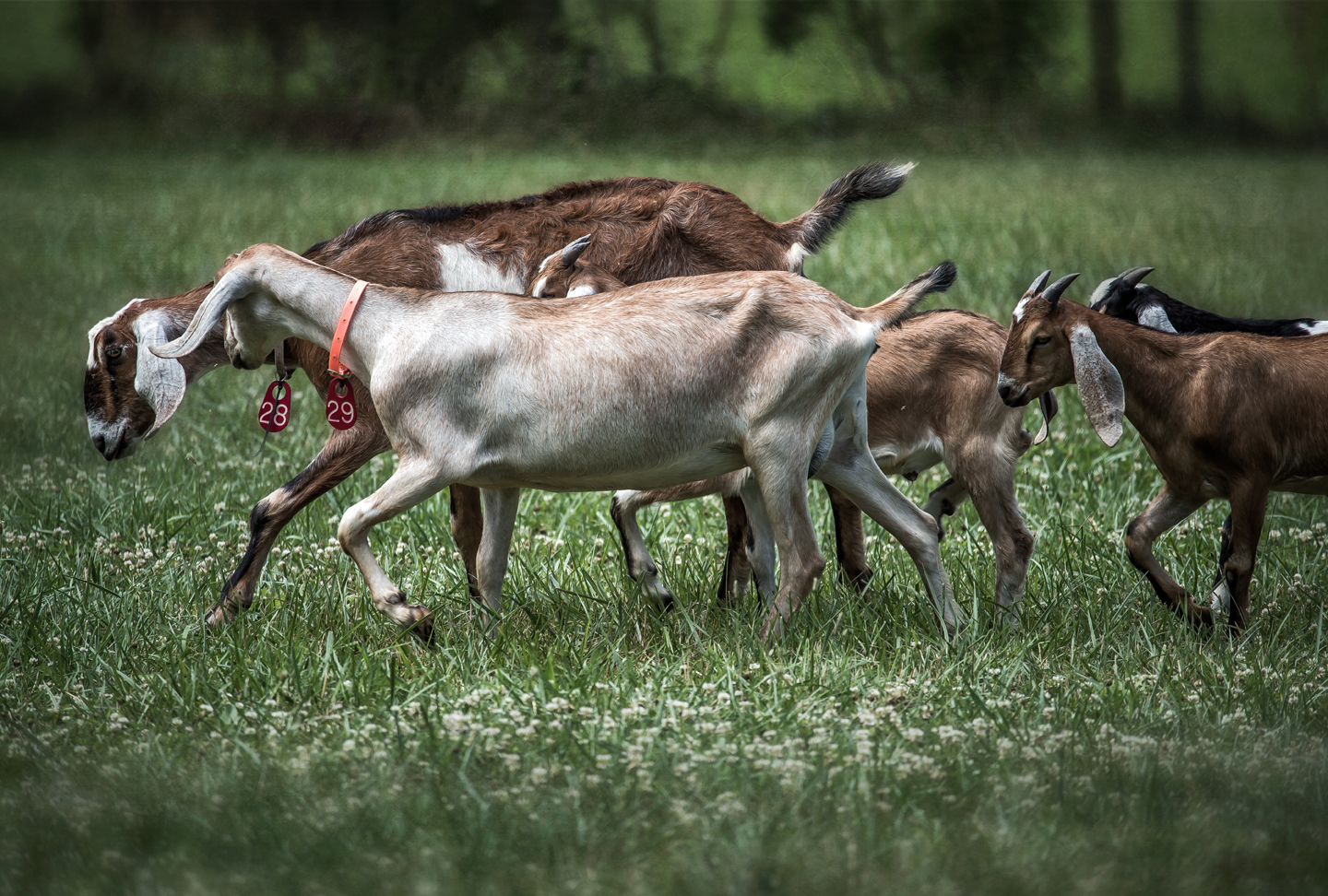 Goats in the Pasture – Dan Routh Photography