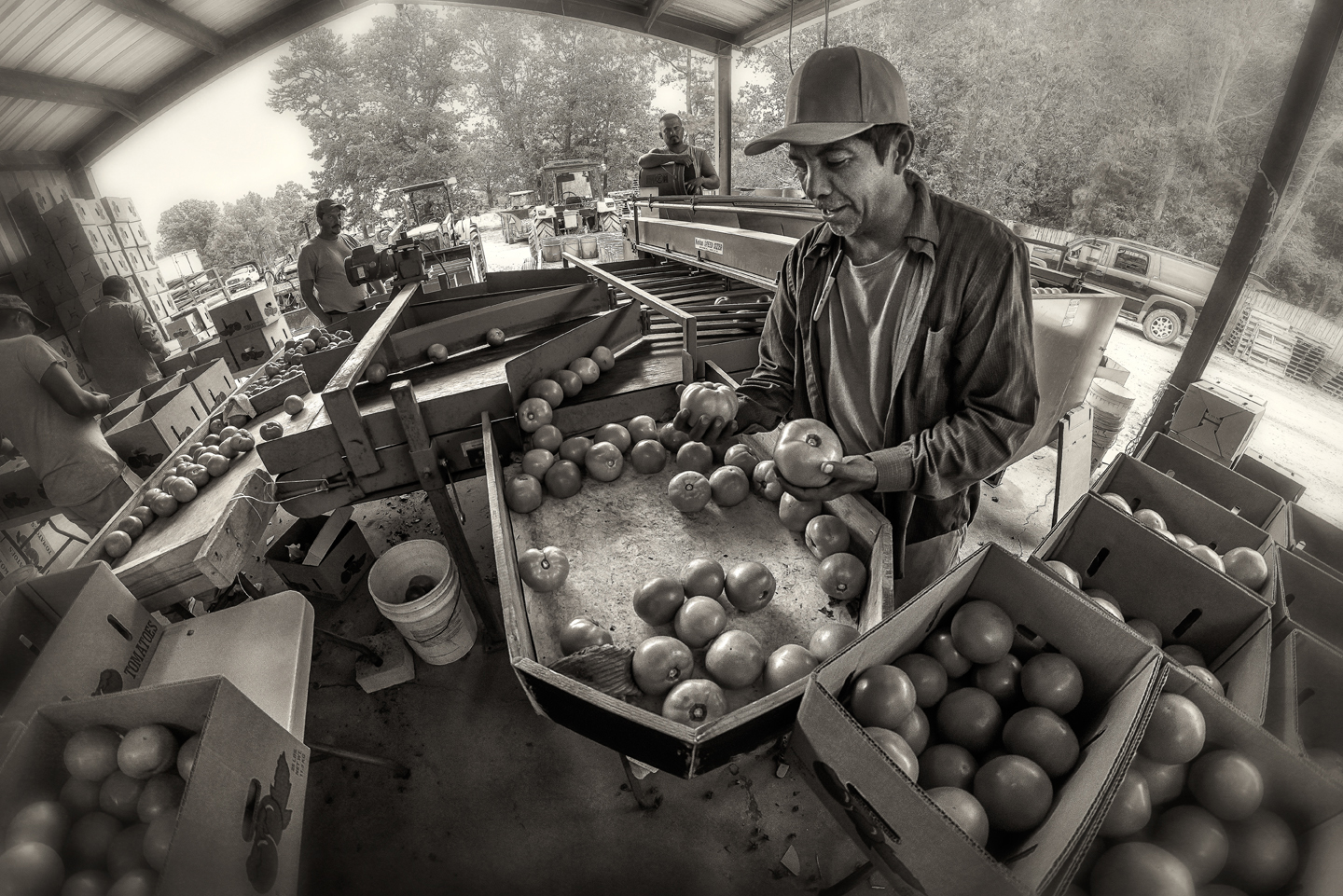 Grading Tomatoes – Dan Routh Photography