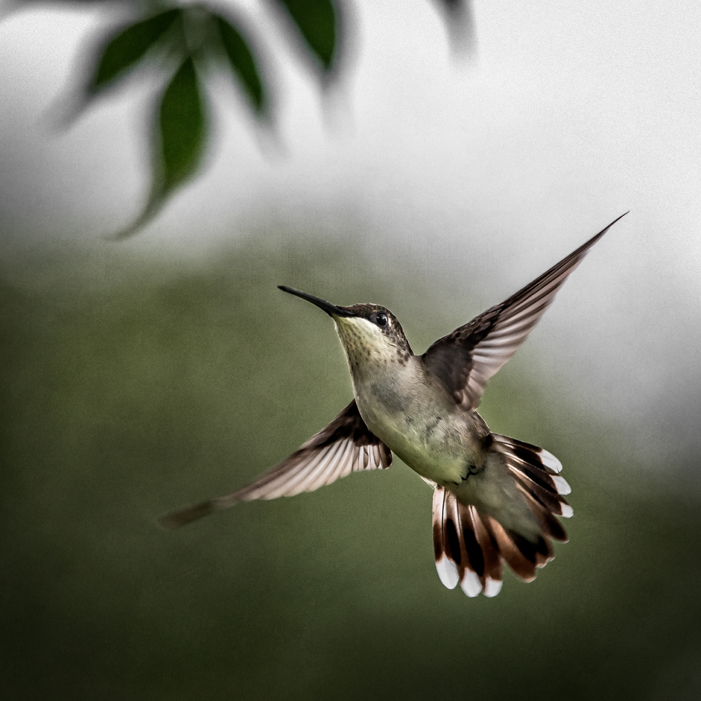 Hummer – Dan Routh Photography