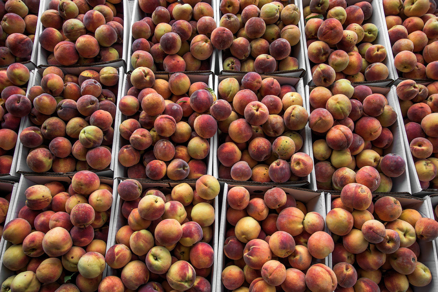 Fresh Peaches – Dan Routh Photography