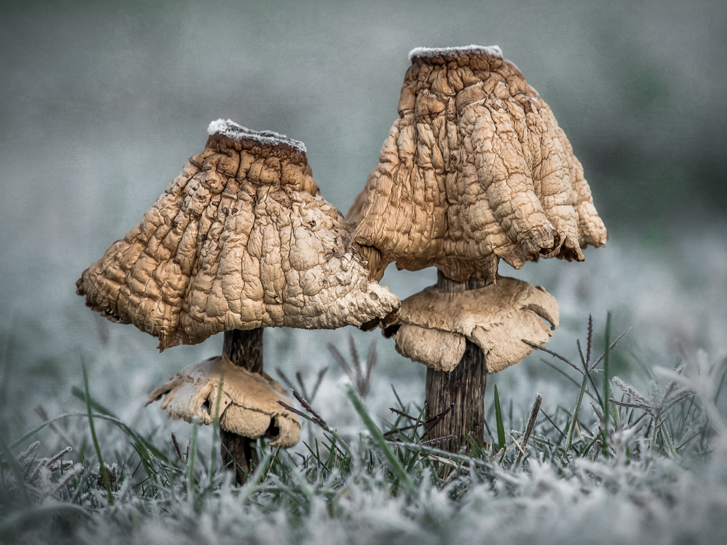 Toad Stools After the Frost – Dan Routh Photography