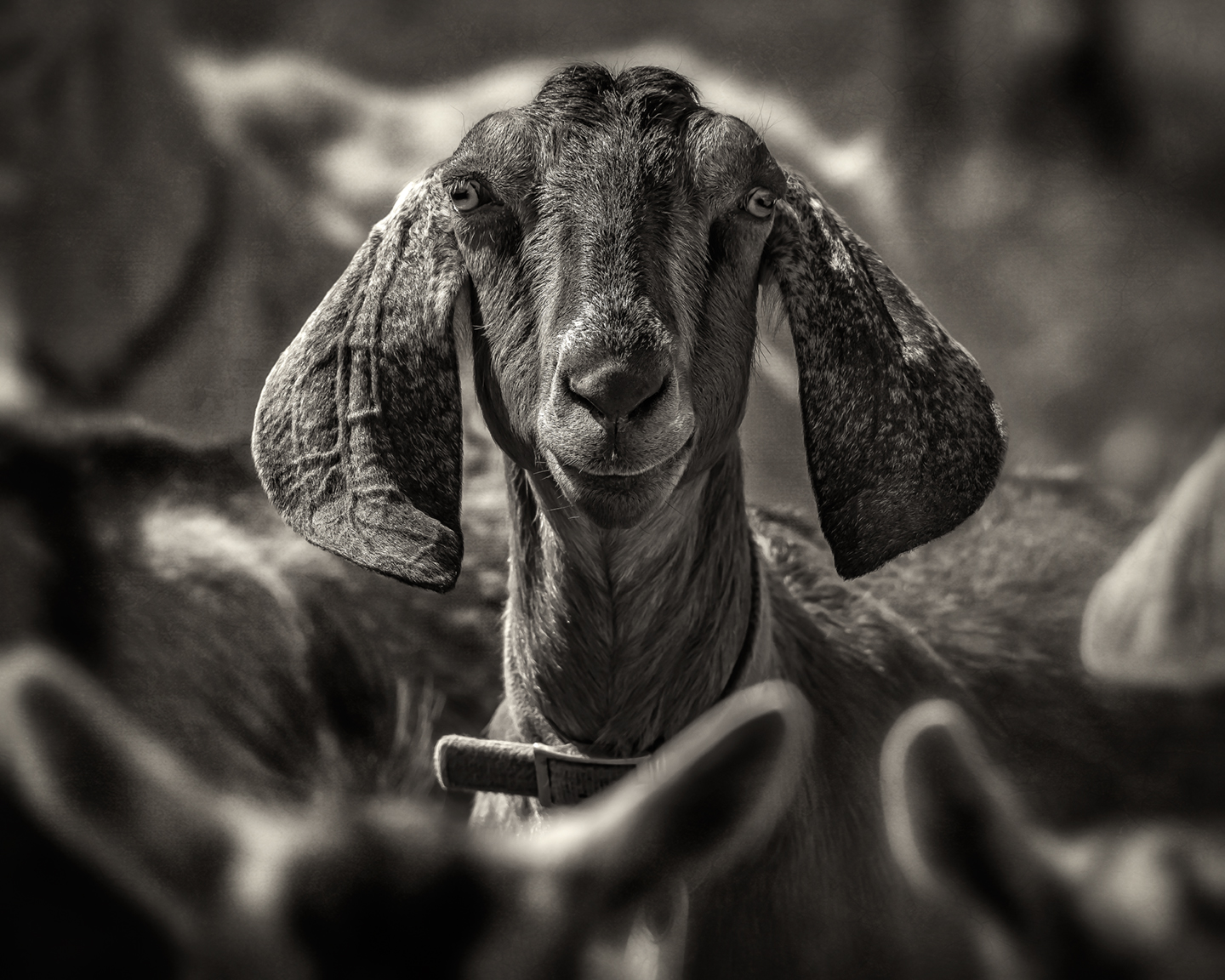 Nubian Goat – Dan Routh Photography