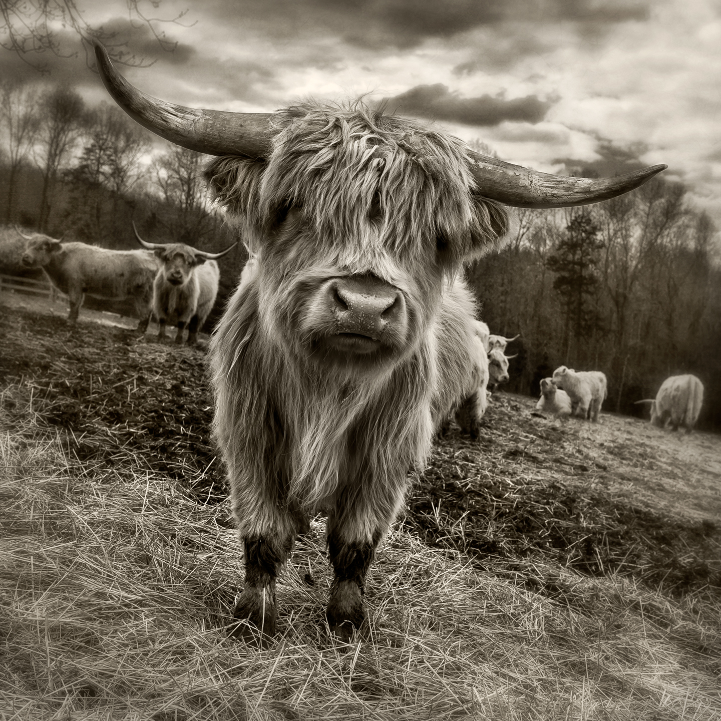Highland Bull – Dan Routh Photography