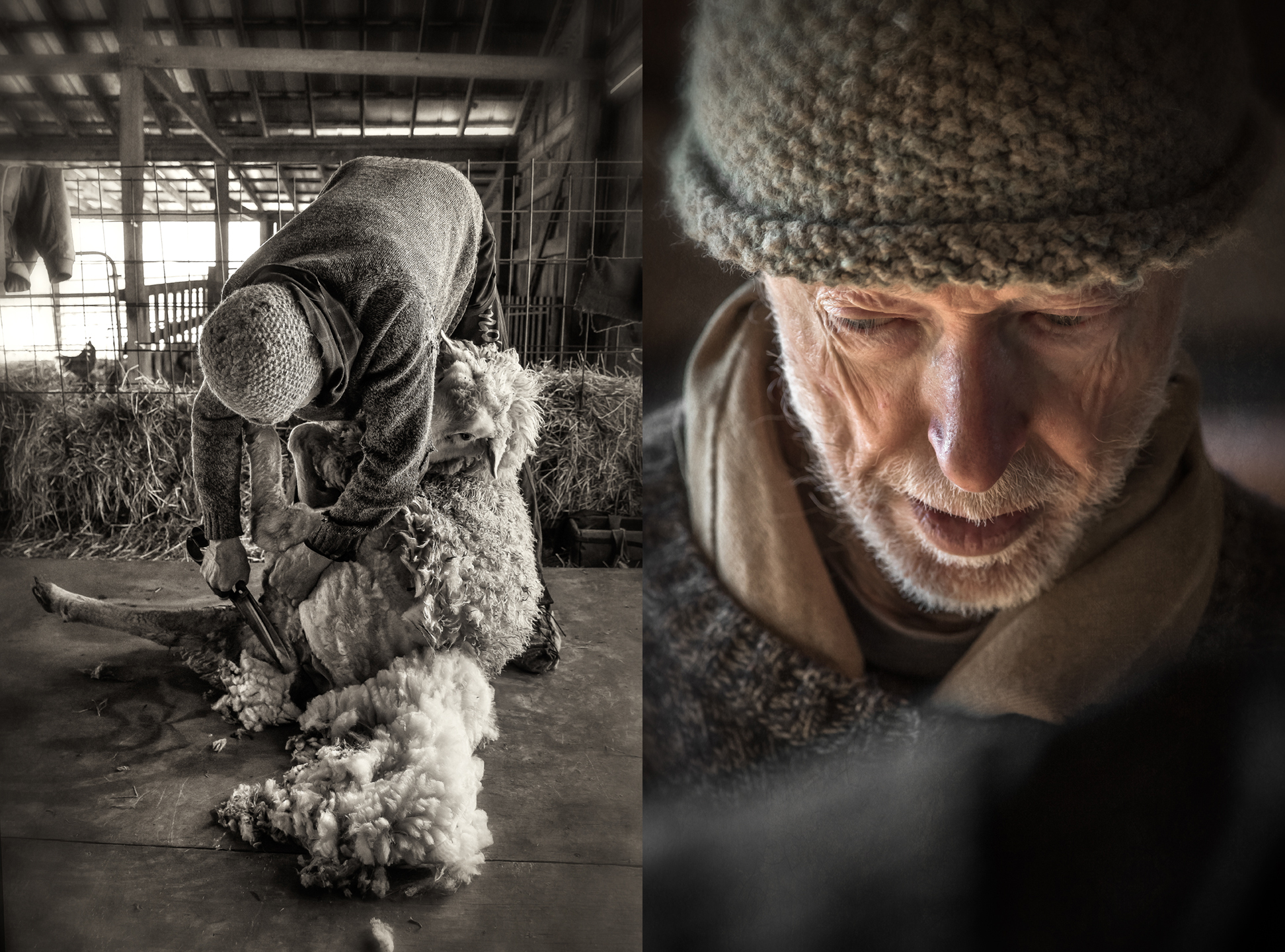 Shearing 2020 – Dan Routh Photography