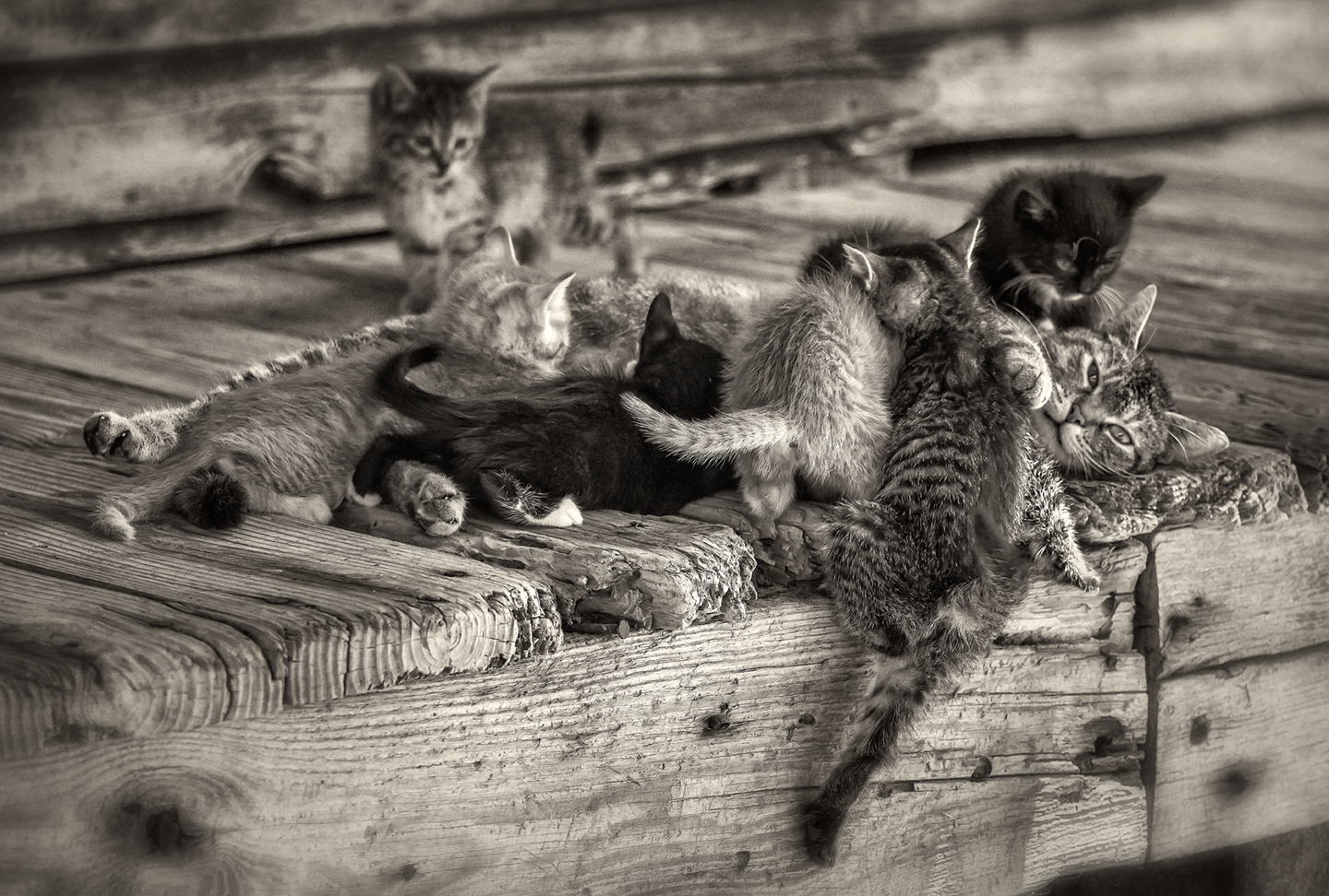 Feed Mill Felines – Dan Routh Photography