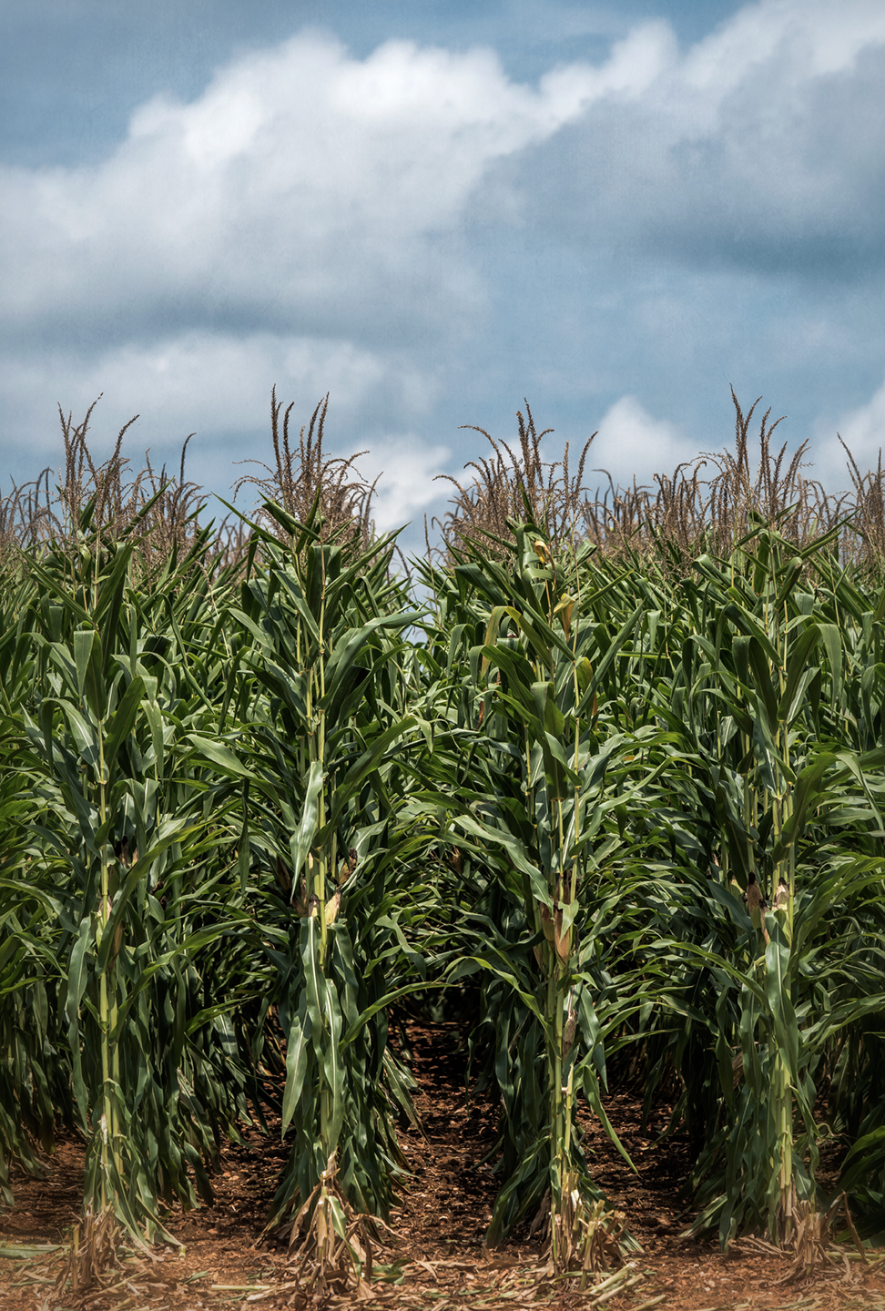 Corn Field – Dan Routh Photography