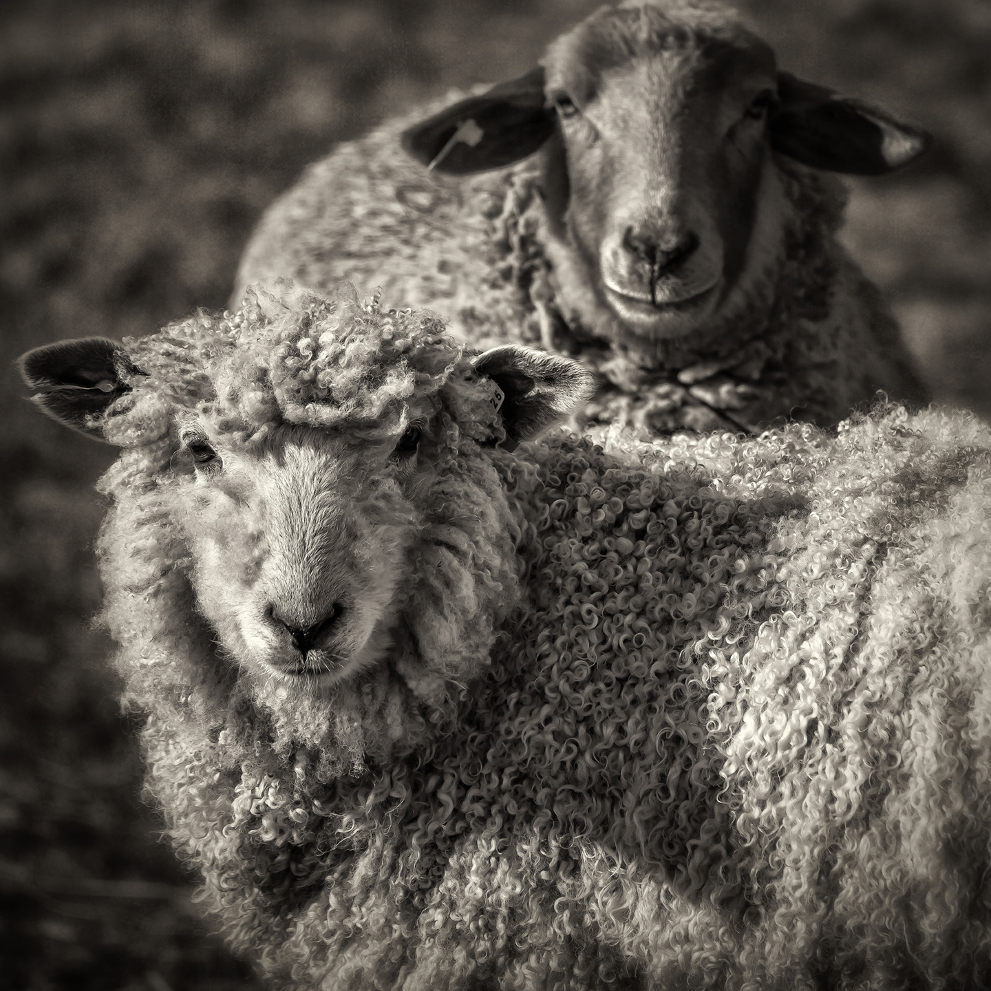 Heritage Breed Sheep – Dan Routh Photography