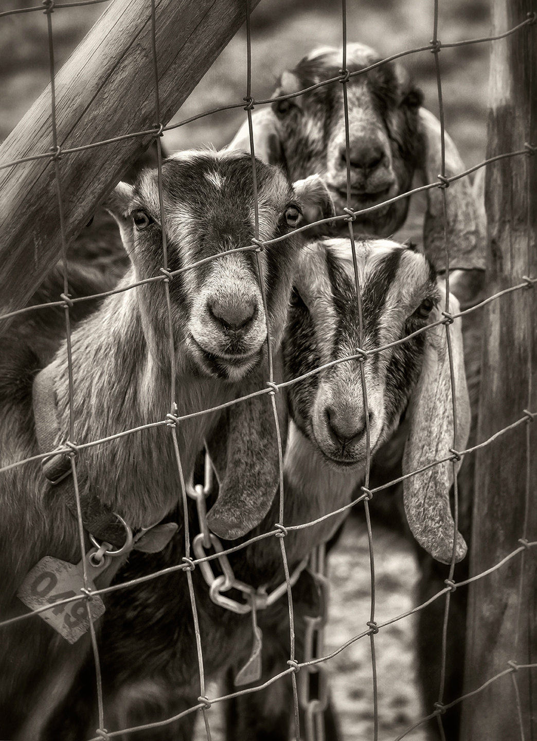 Goats and Kids – Dan Routh Photography