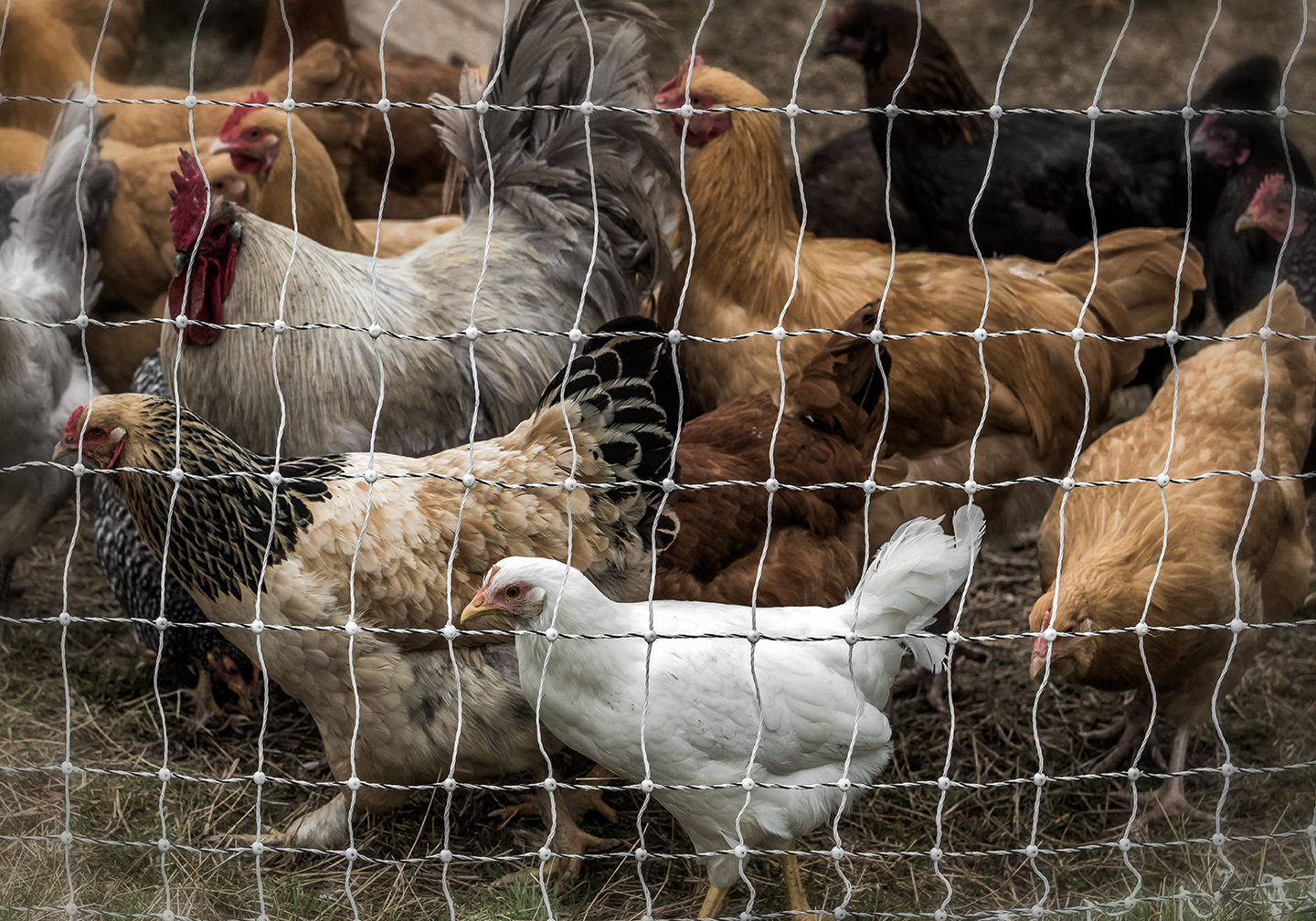 Free Range Layers – Dan Routh Photography