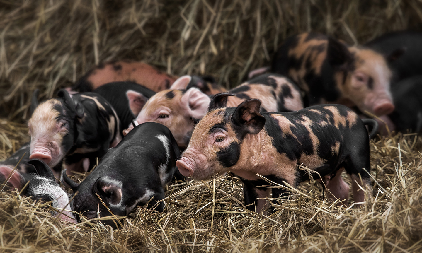 Piglets – Dan Routh Photography