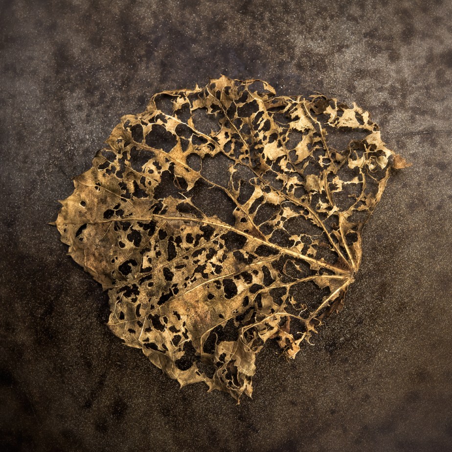 Leaf Deconstructed – Dan Routh Photography