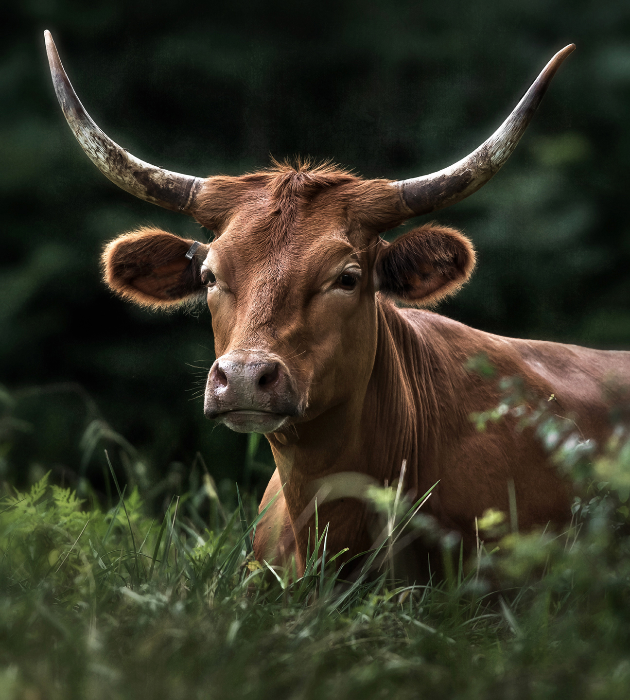 Pineywoods Cow – Dan Routh Photography