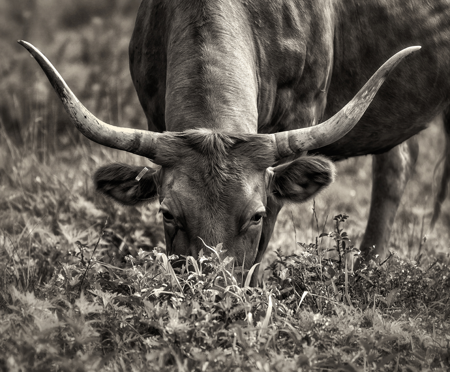 Pineywoods Cow – Dan Routh Photography