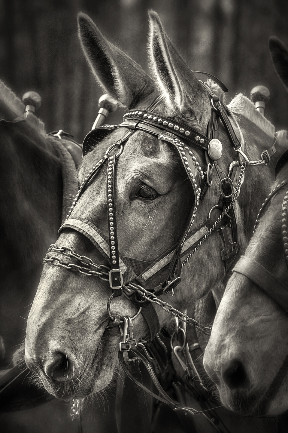 Mule in Harness – Dan Routh Photography