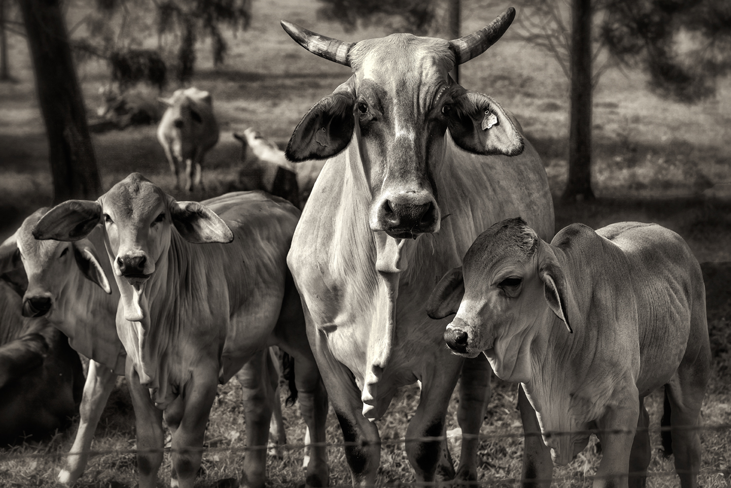 Brahman Cows – Dan Routh Photography