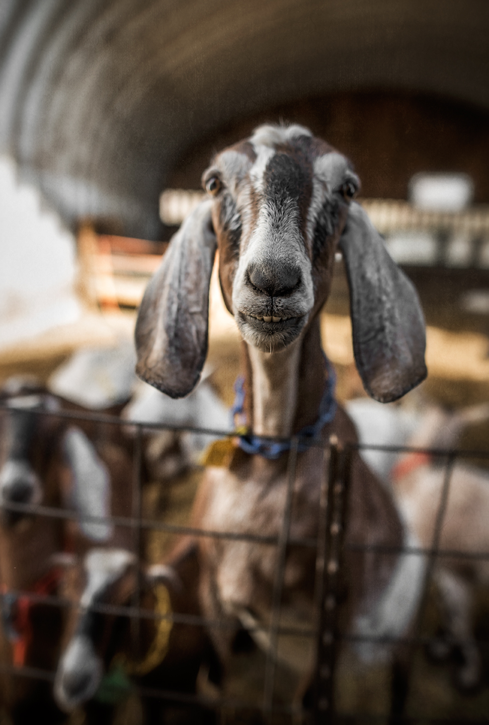 Action in the Goat Yard – Dan Routh Photography
