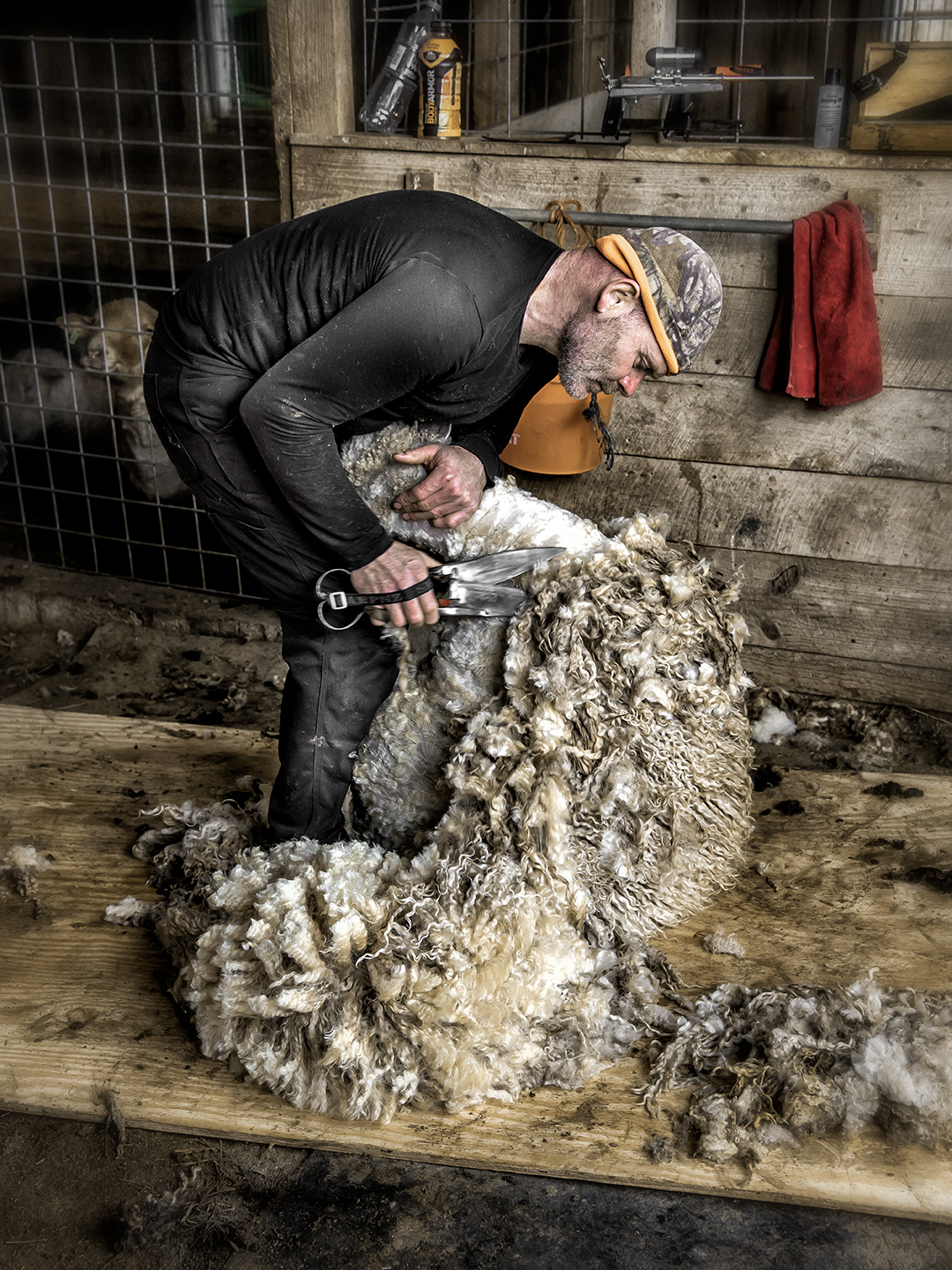 Shearing Time – Dan Routh Photography