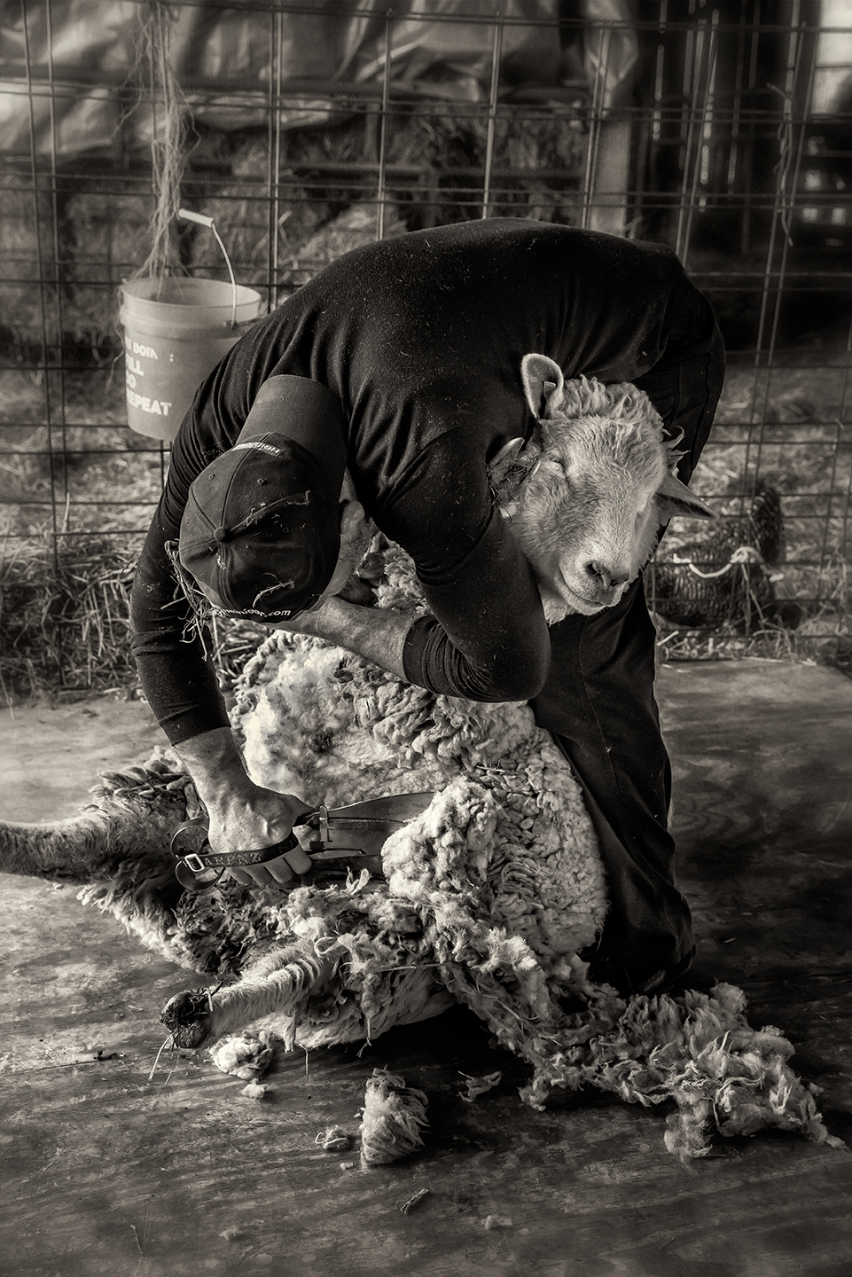 Shearing 2022 – Dan Routh Photography