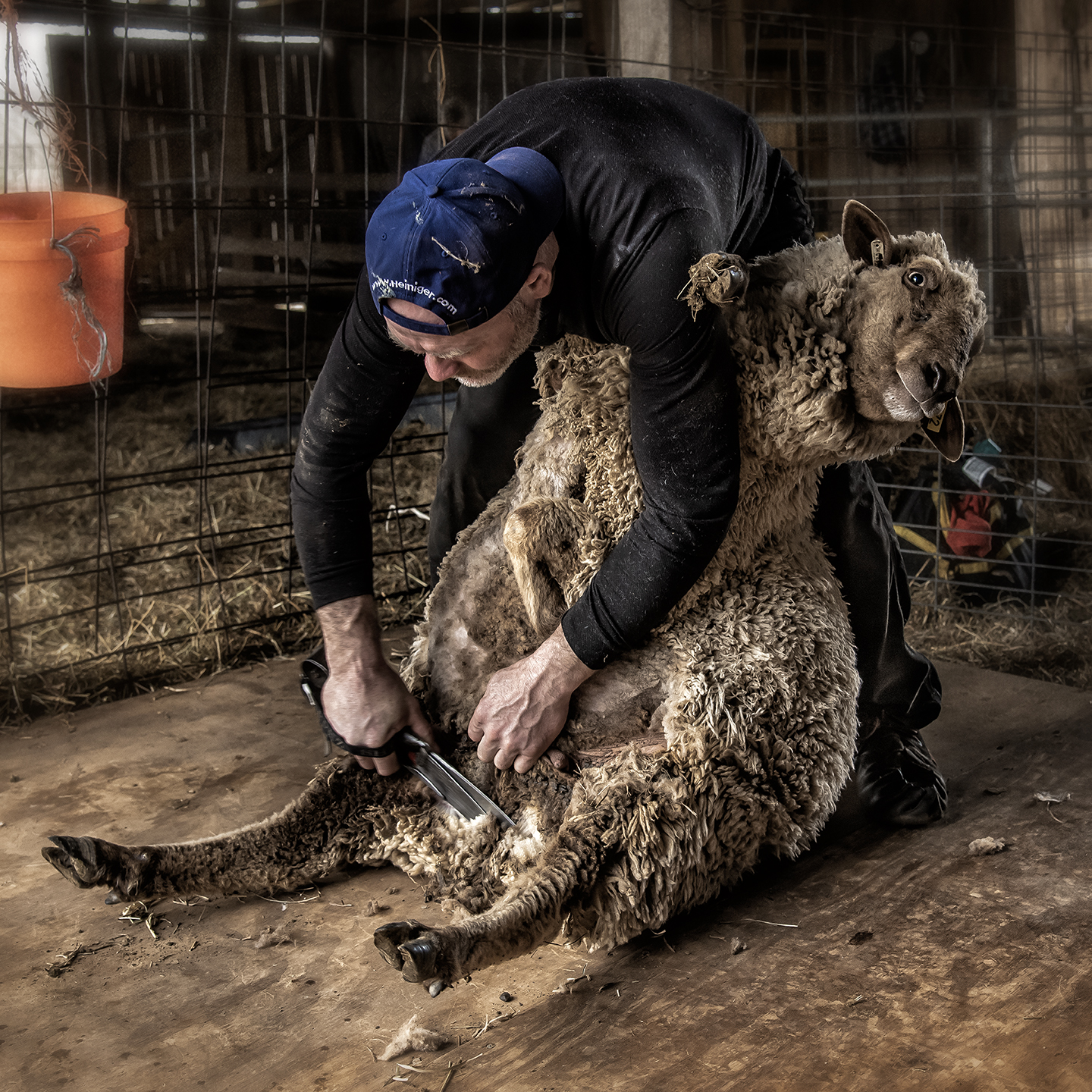 Shearing 2022 – Dan Routh Photography
