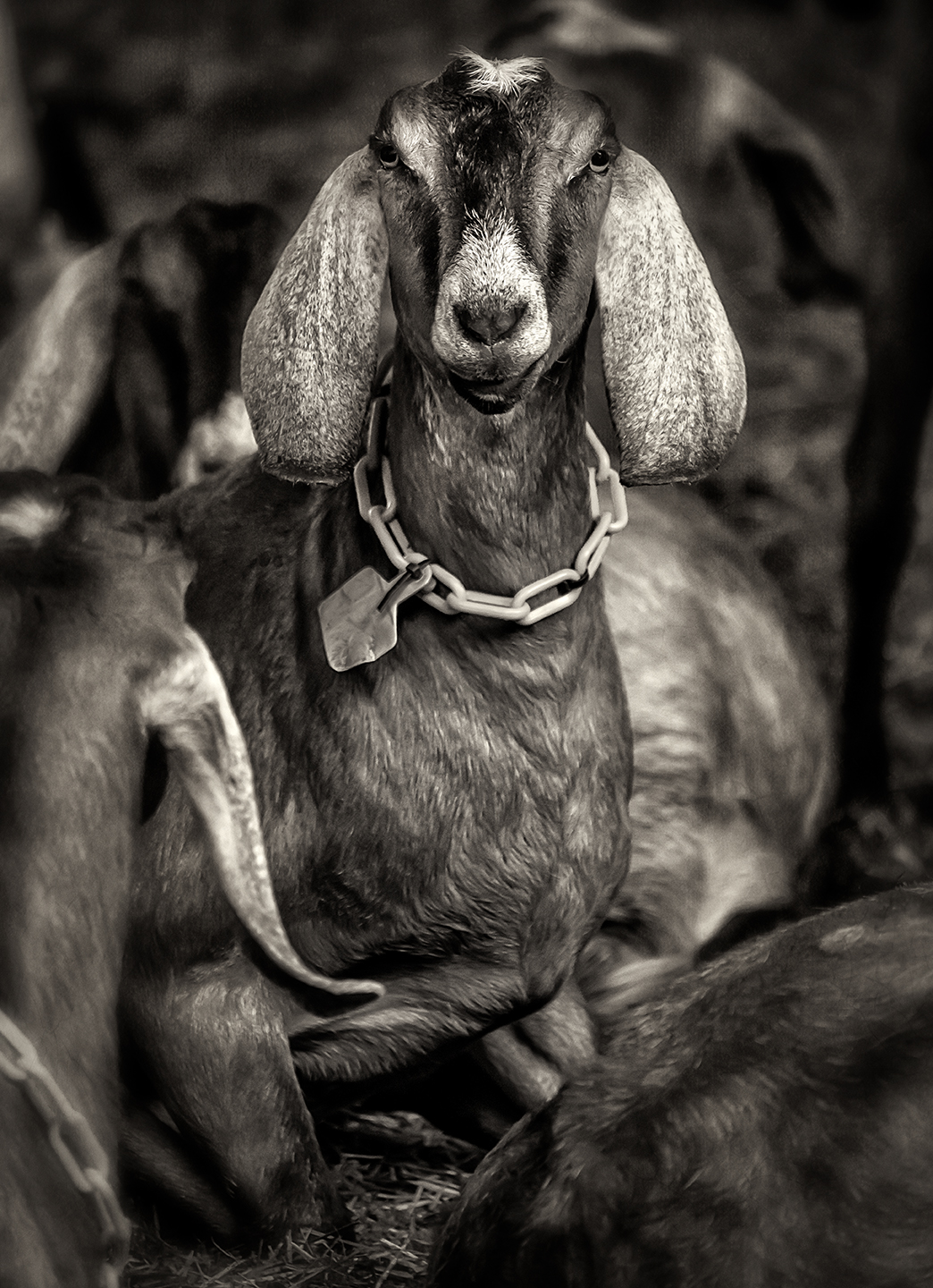 At the Goat Lot – Dan Routh Photography