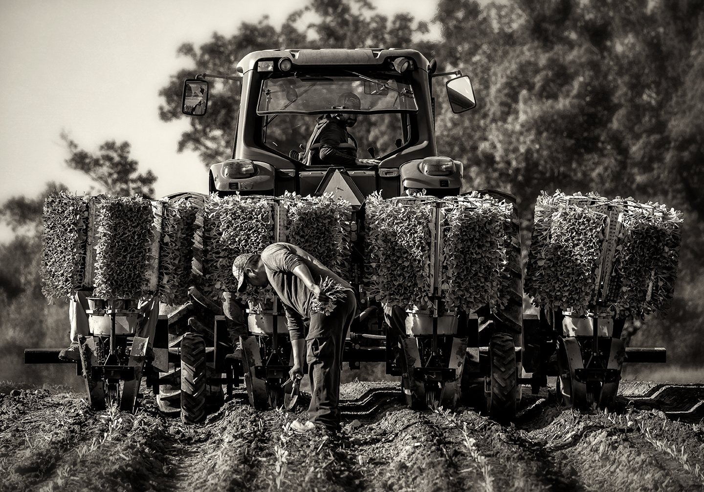 Planting Tobacco 2022 – Dan Routh Photography
