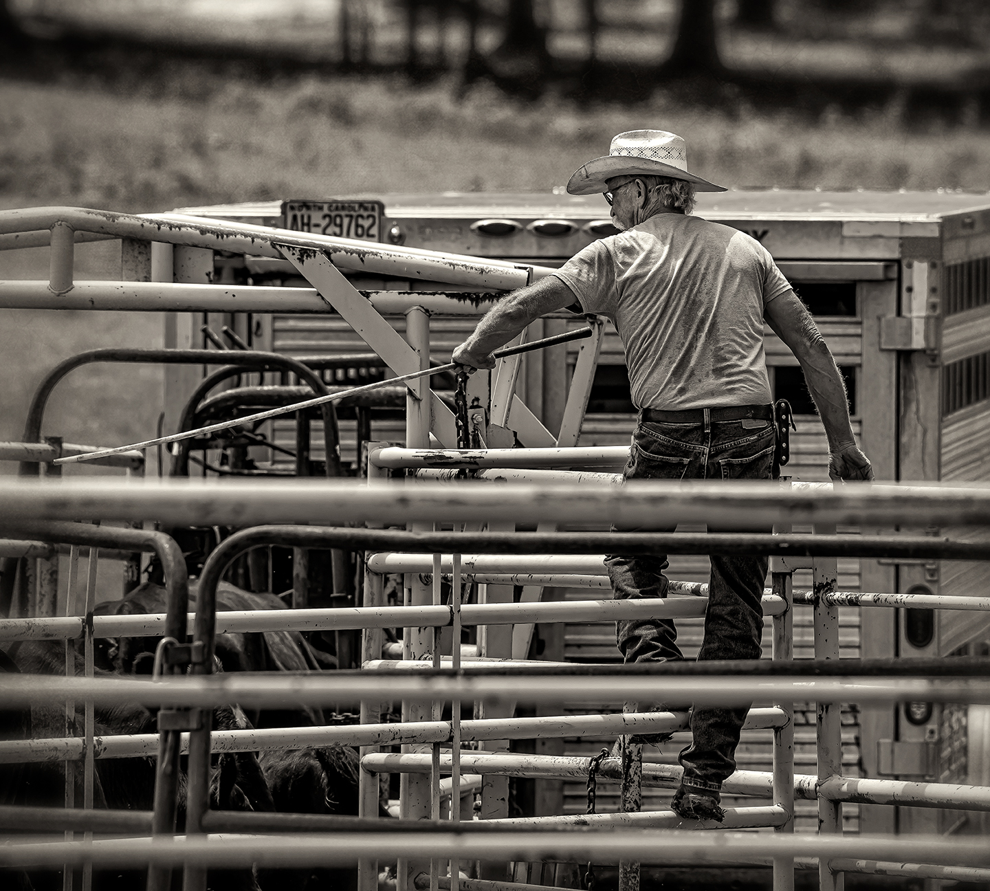 Working Cows – Dan Routh Photography