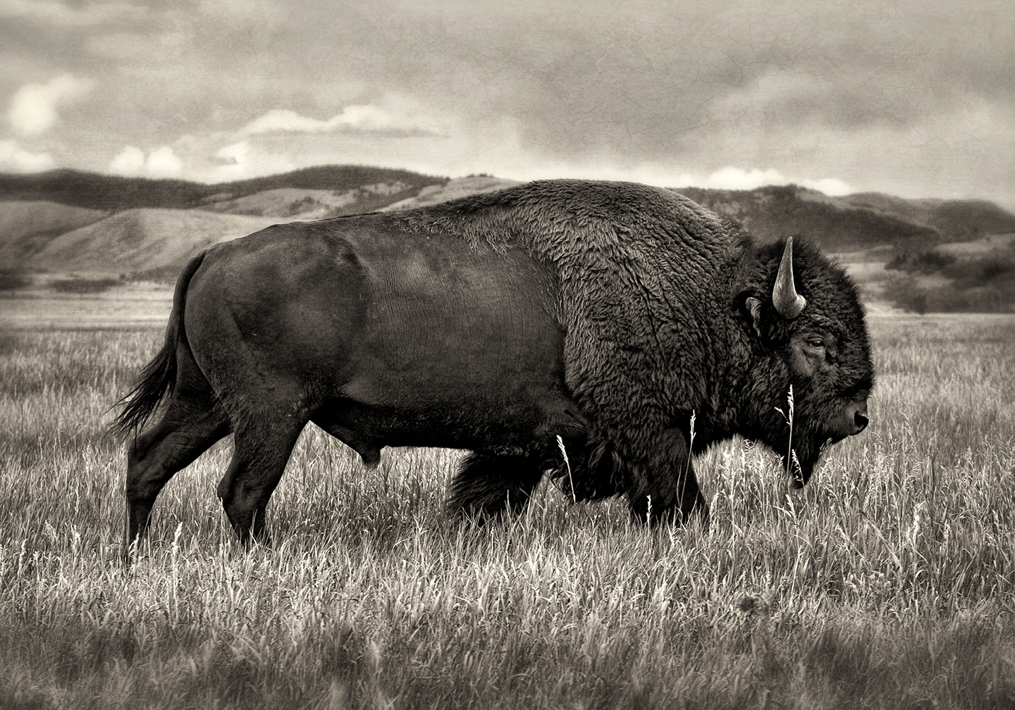 Teton Bison – Dan Routh Photography