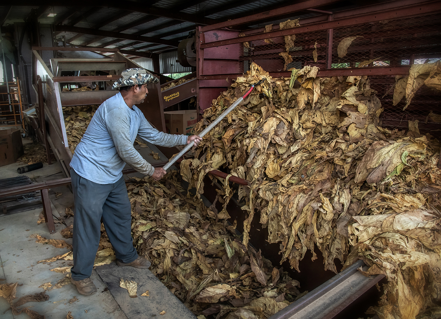 Processing Cured Tobacco – Dan Routh Photography