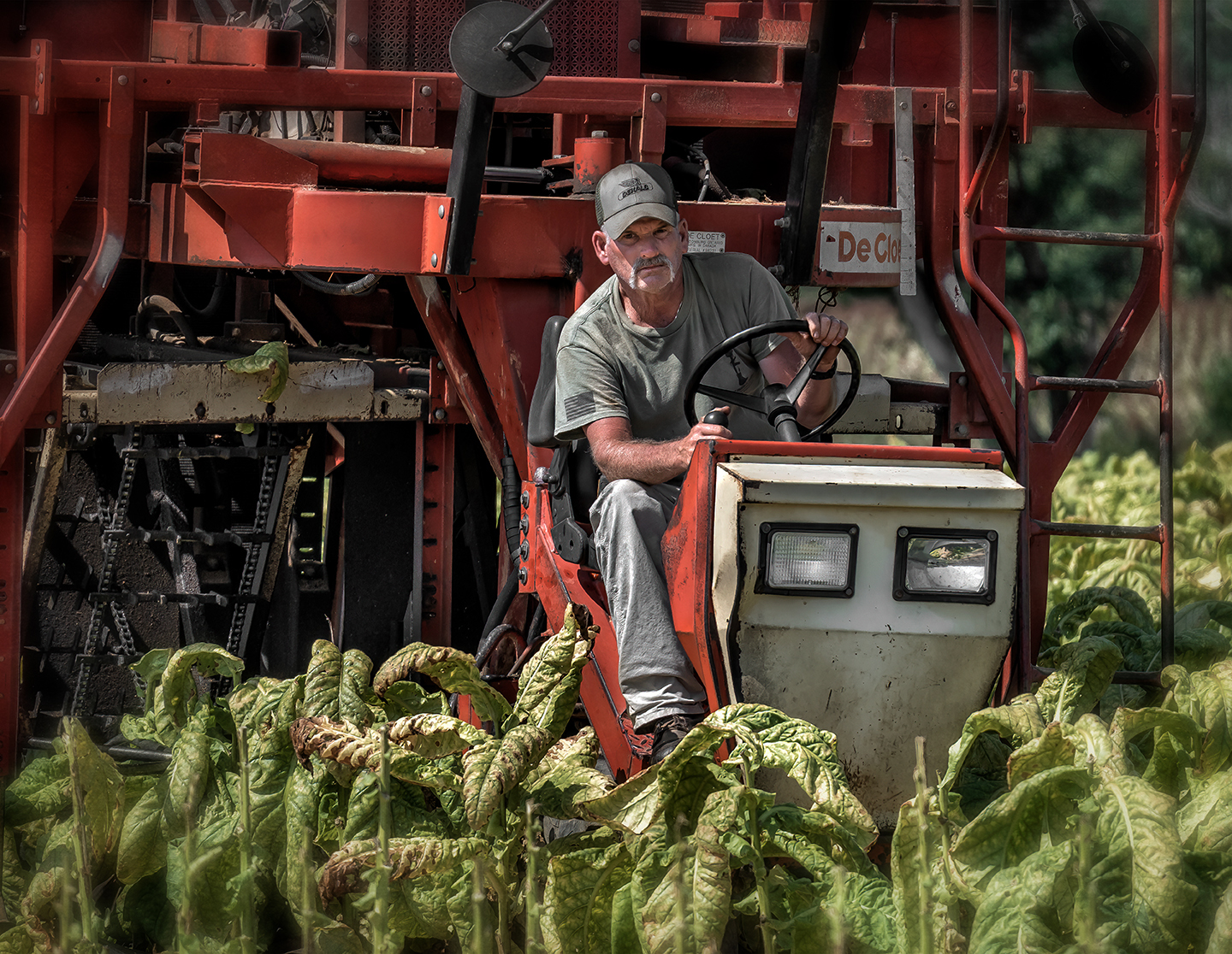 Stripping Tobacco – Dan Routh Photography