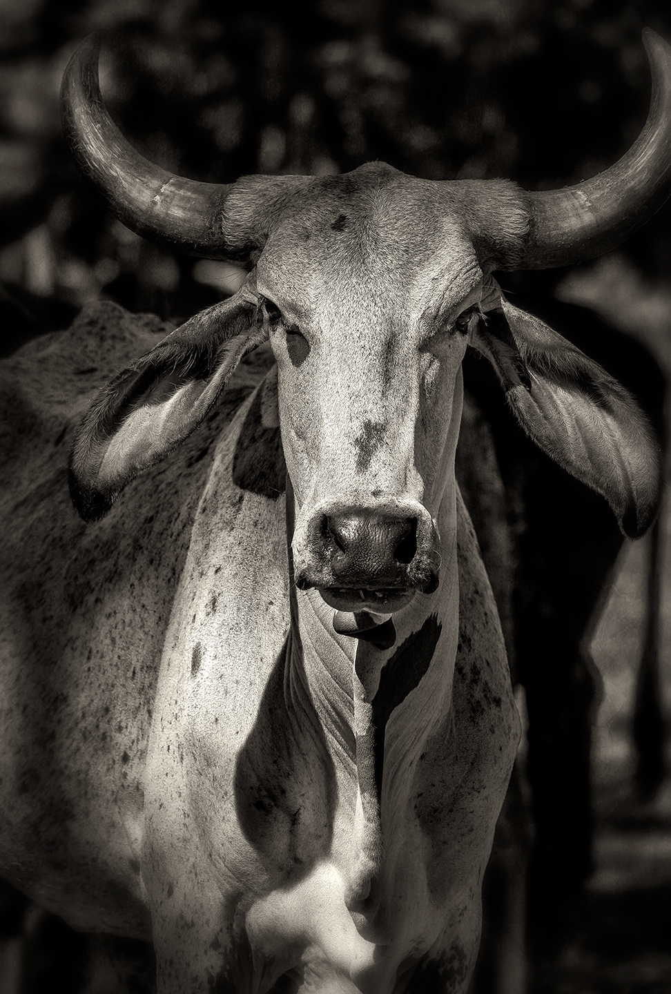 Brahman Cow – Dan Routh Photography