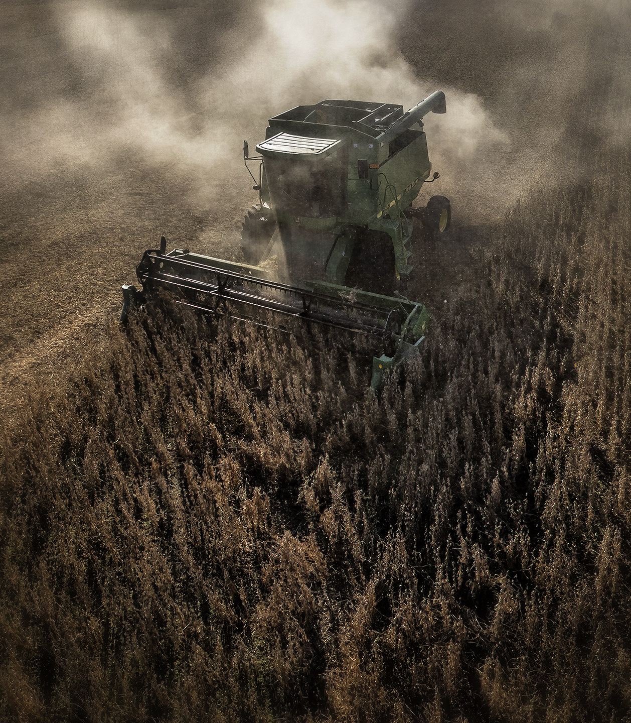 In the Soybean Field – Dan Routh Photography