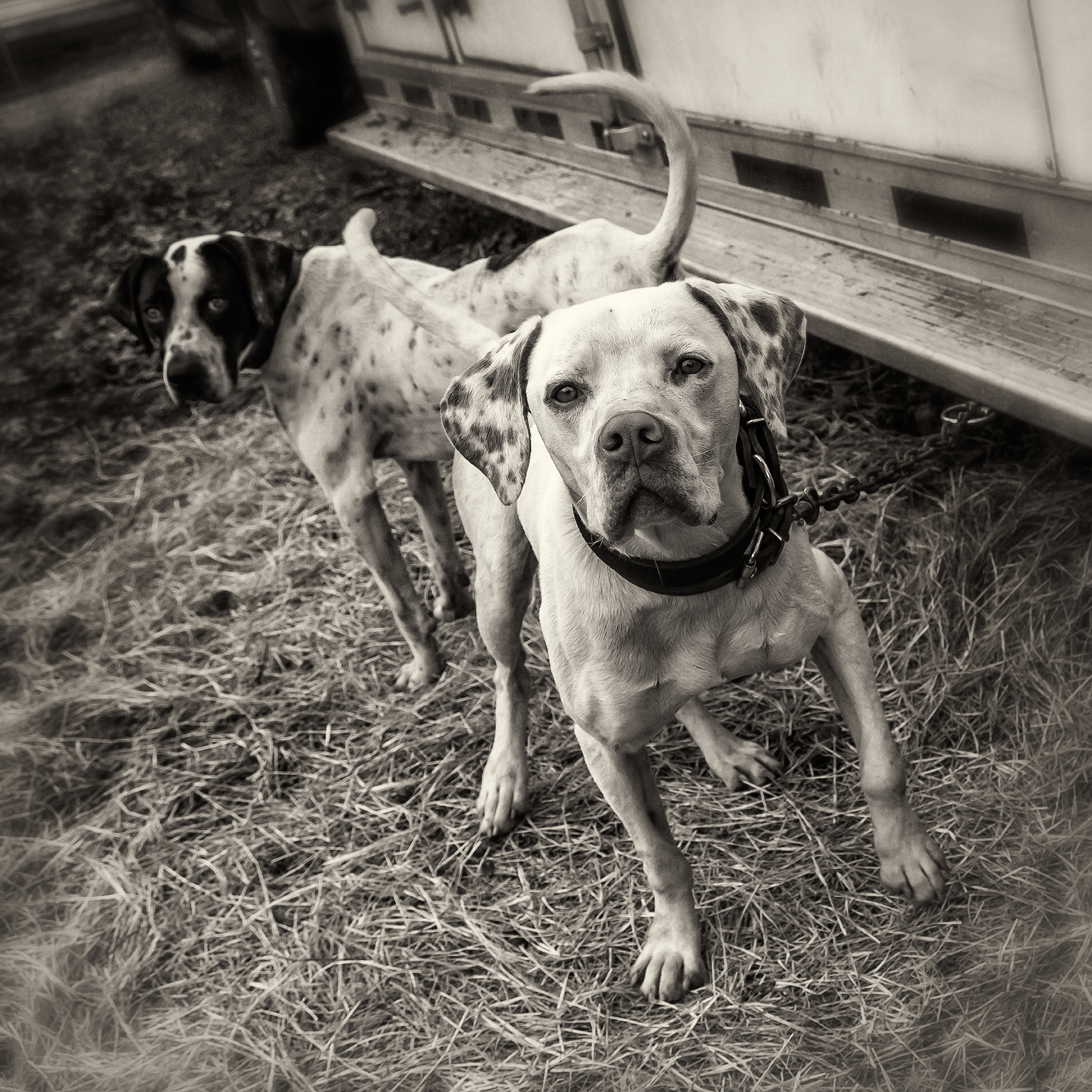 Bird Dogs – Dan Routh Photography