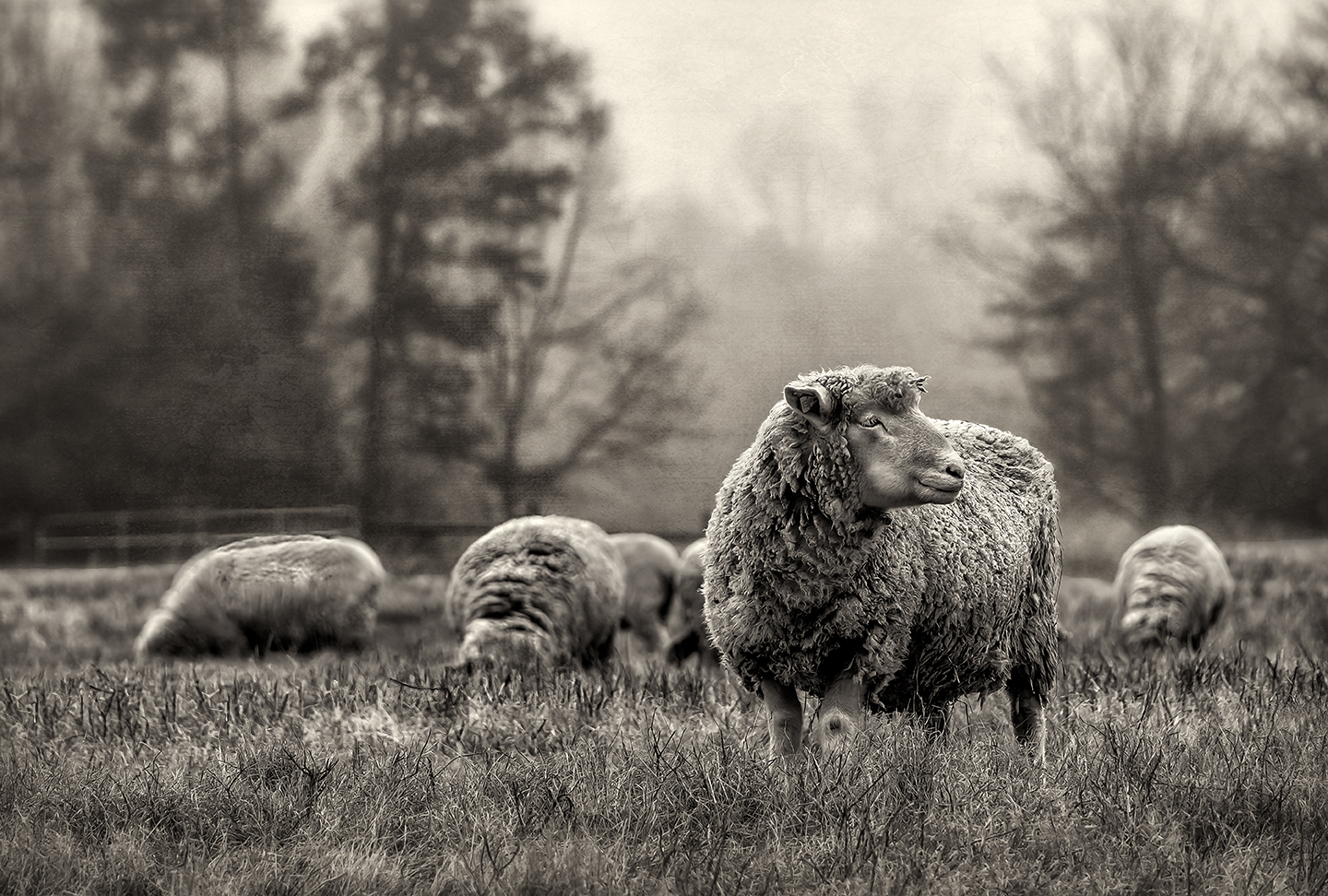 Pastoral Sheep – Dan Routh Photography