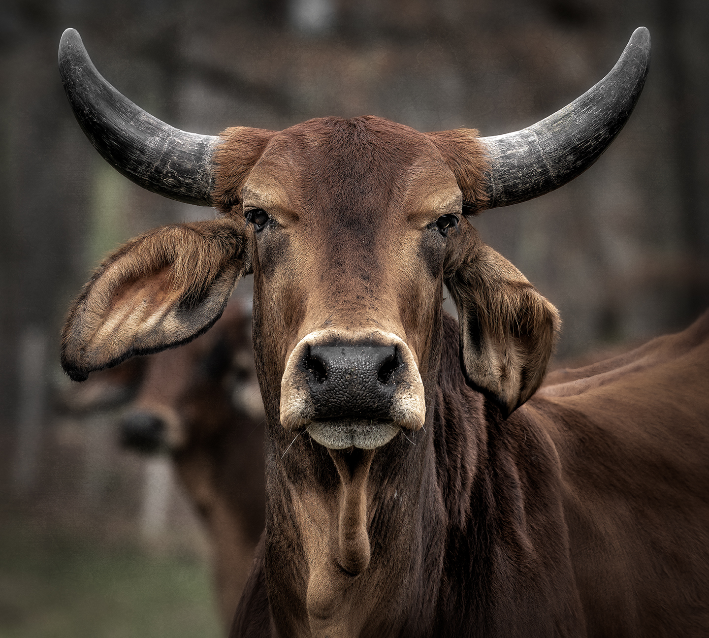 Brahman Cow – Dan Routh Photography