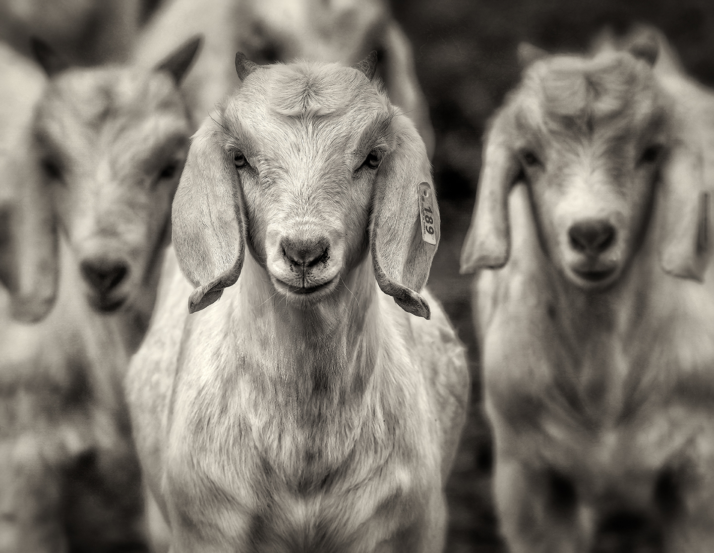 Goats – Dan Routh Photography