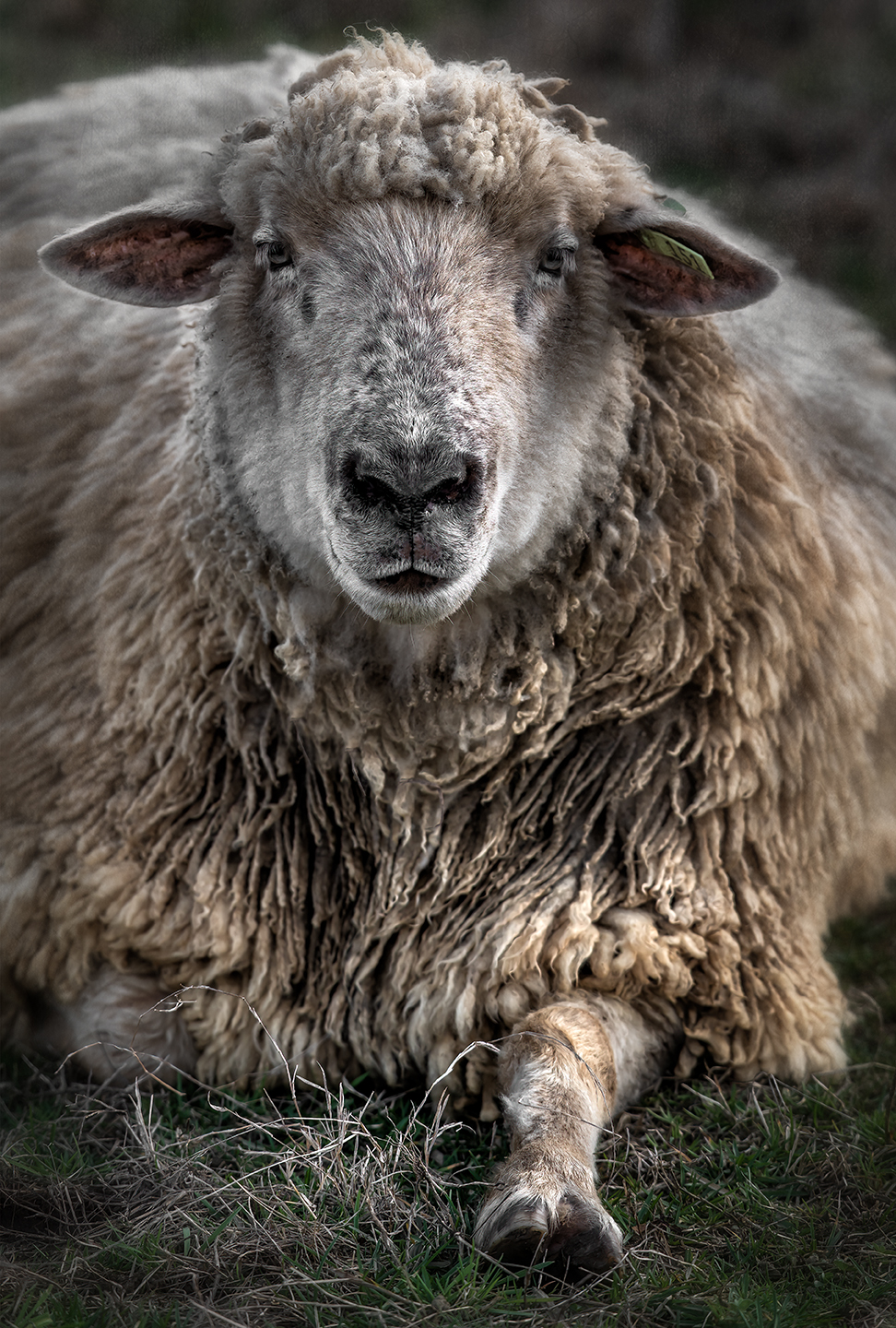 Recumbent Sheep – Dan Routh Photography