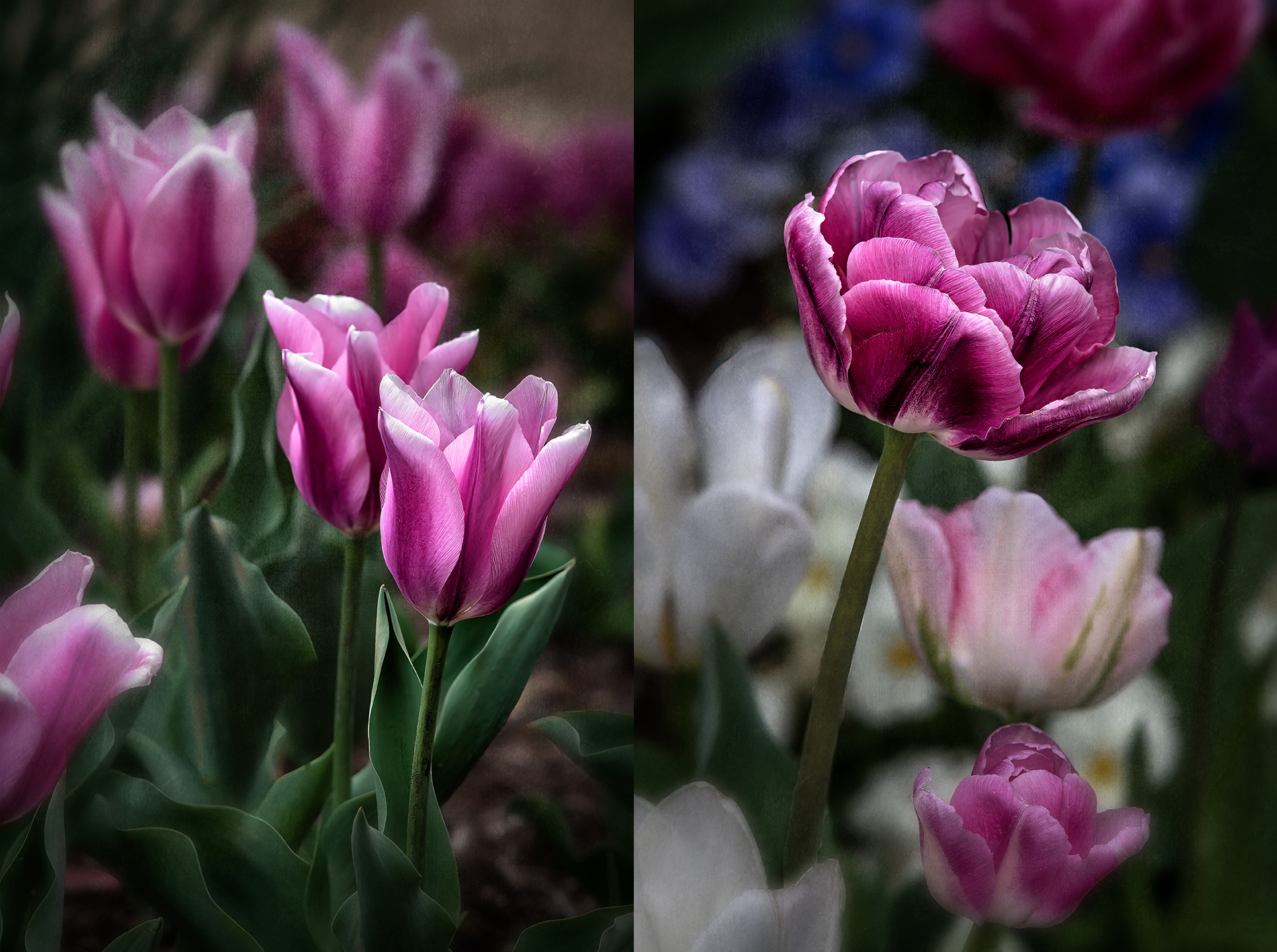 Reynolda Gardens – Dan Routh Photography