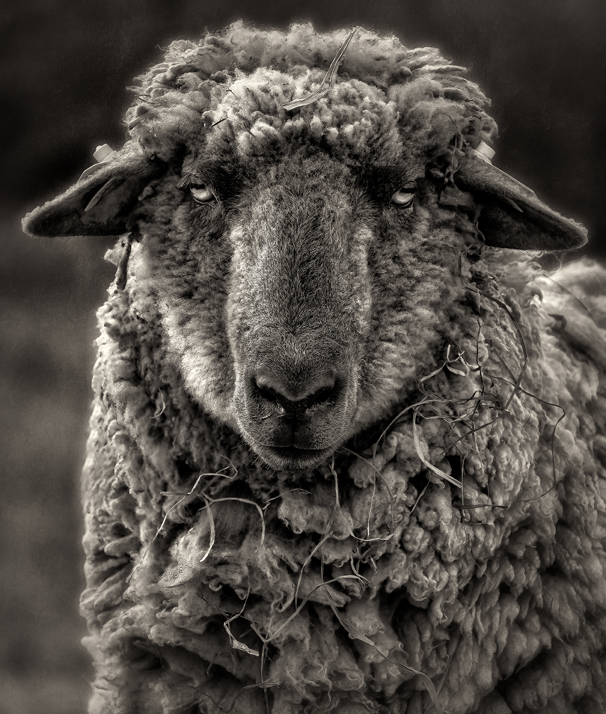 Ovine Face – Dan Routh Photography