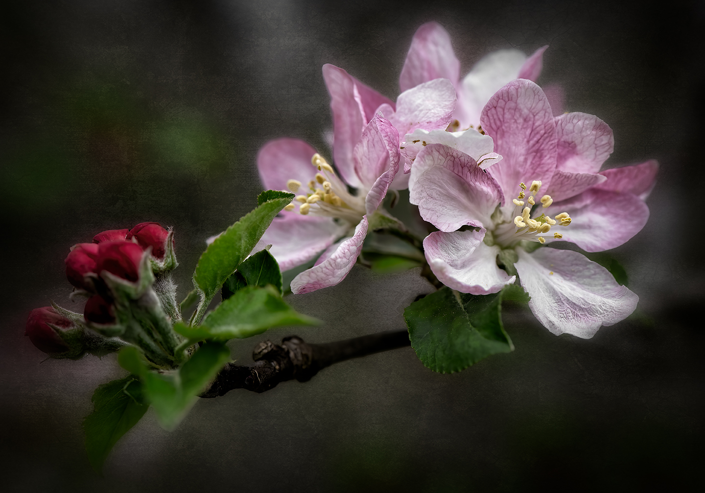 Apple Blossom Time – Dan Routh Photography