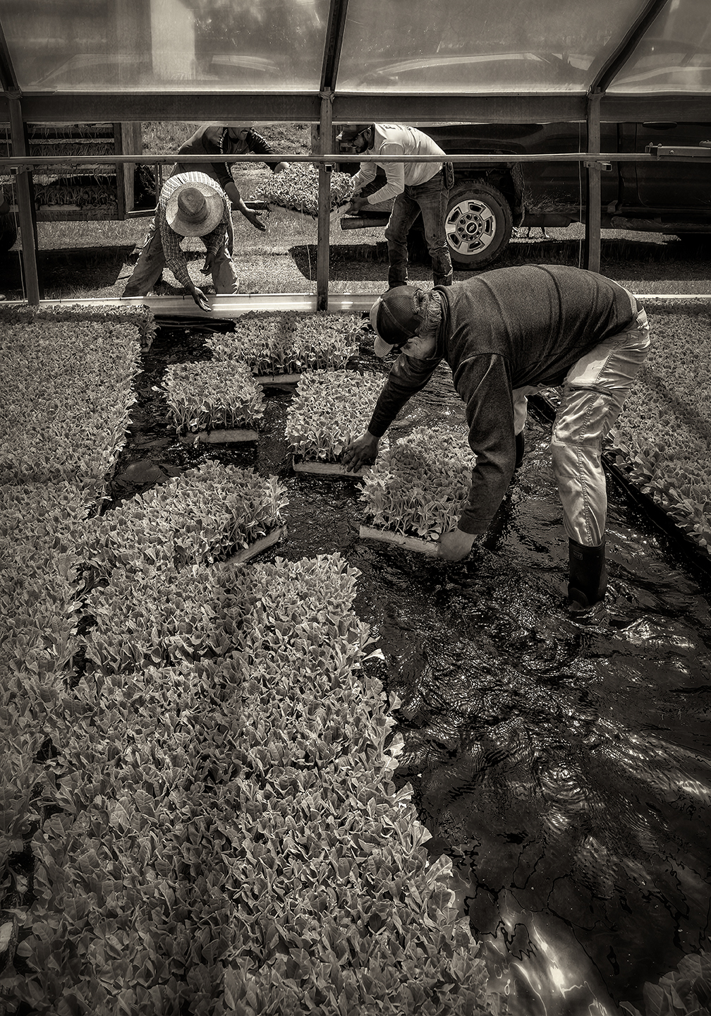 Planting Tobacco 2023 – Dan Routh Photography
