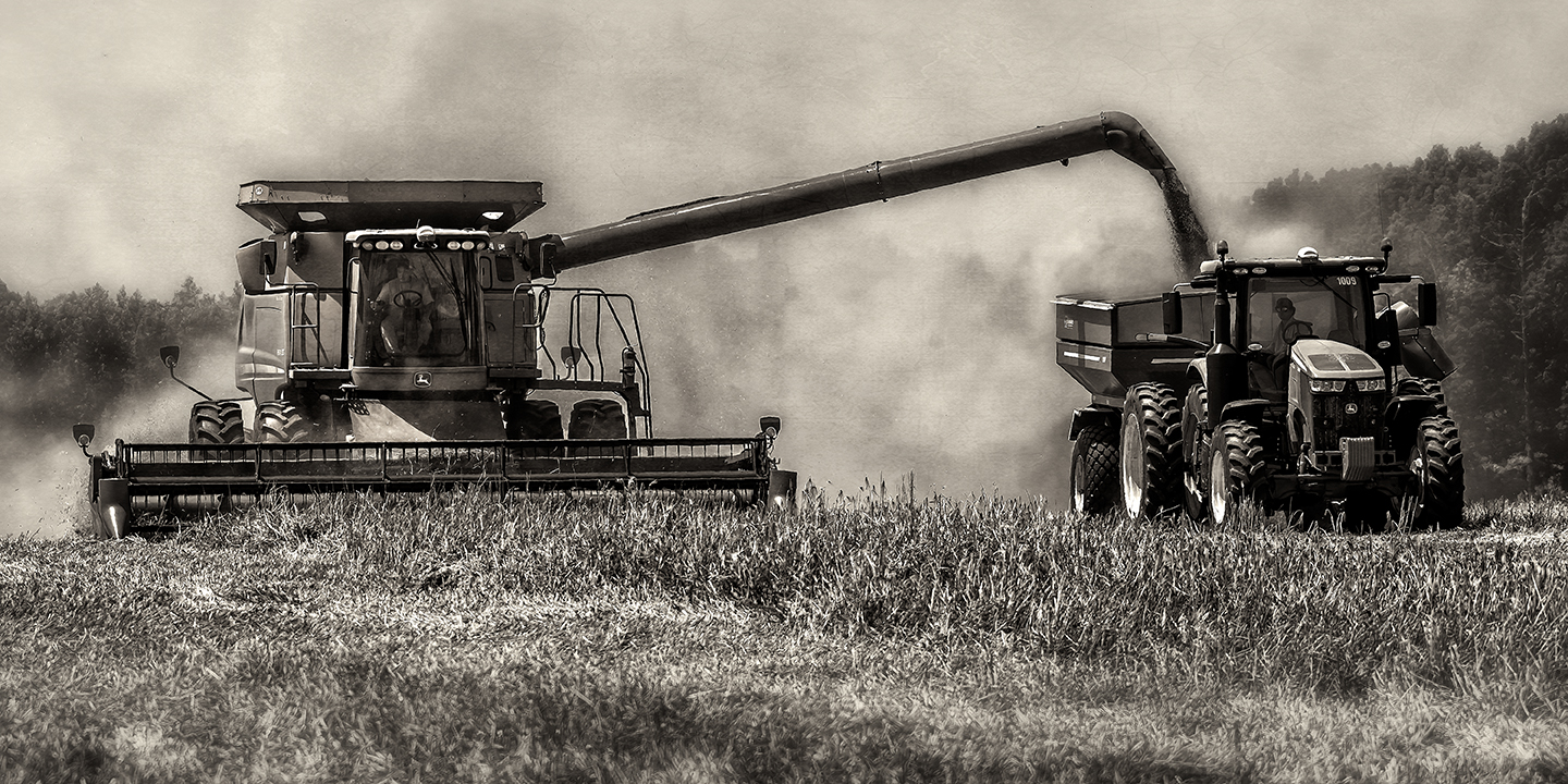 In the Barley Field – Dan Routh Photography