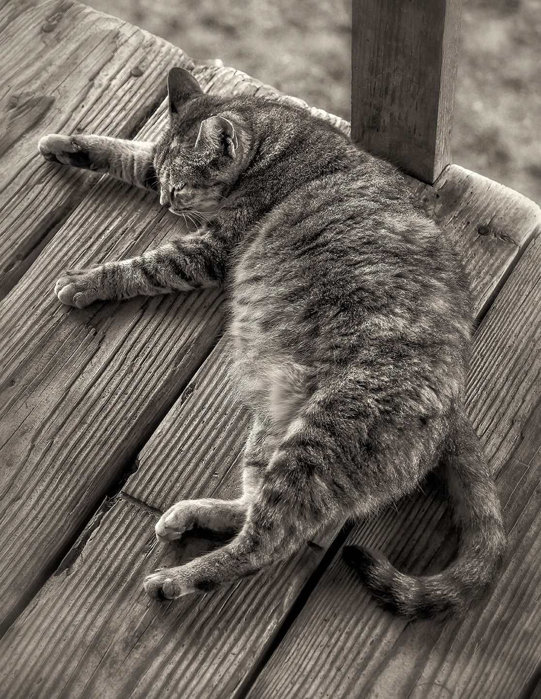 Mill Cat – Dan Routh Photography